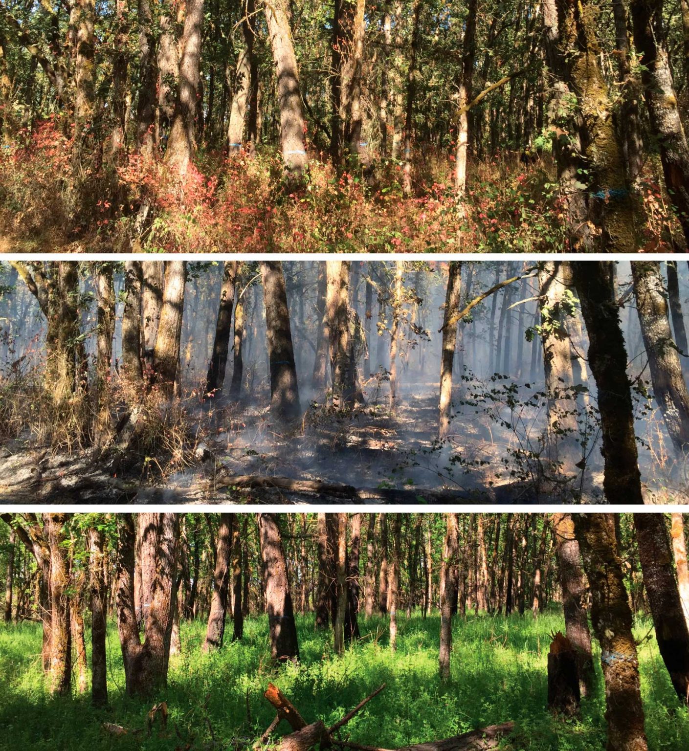 Fix America's Forests: Reforms to Restore National Forests and Tackle ...