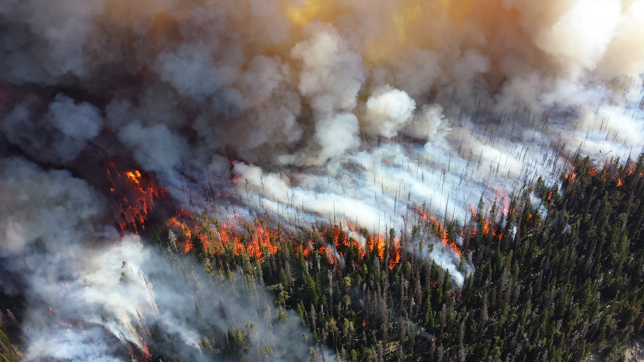 Race Against Fire: New Map Reveals Massive Gaps in Forest Protection | PERC