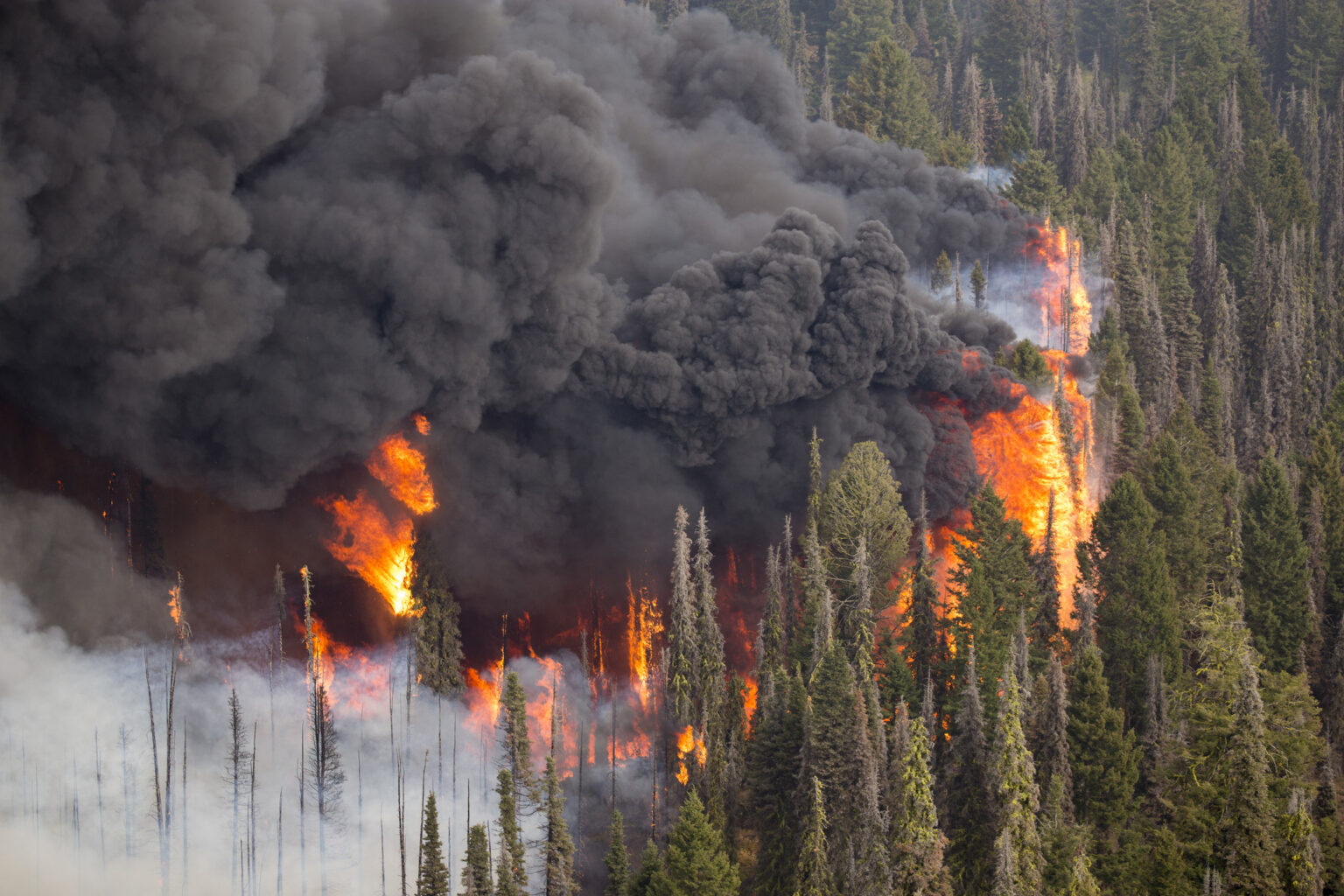 Fix Our Forests Act, Explained | PERC