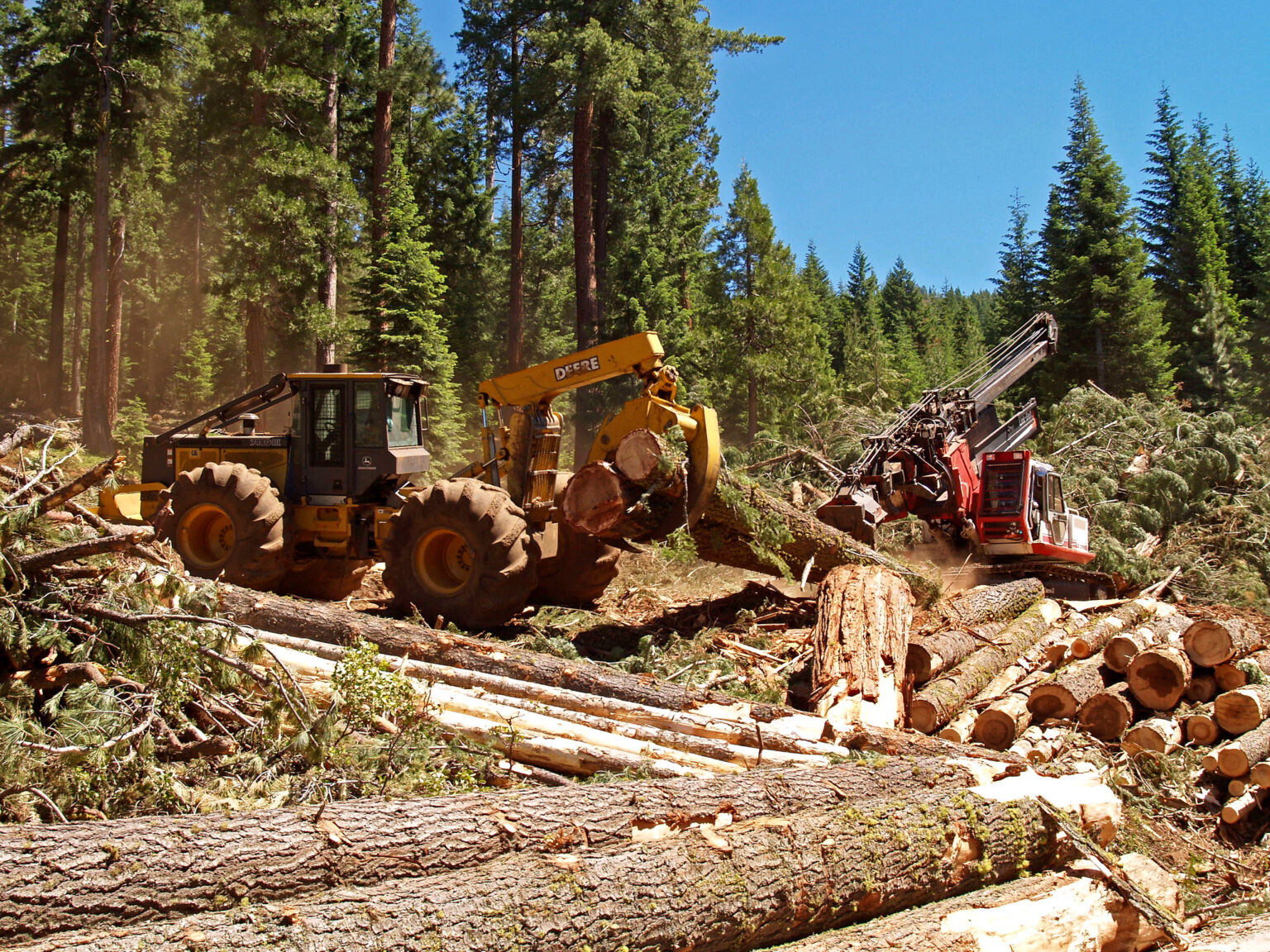 The Role of Forest Restoration | PERC