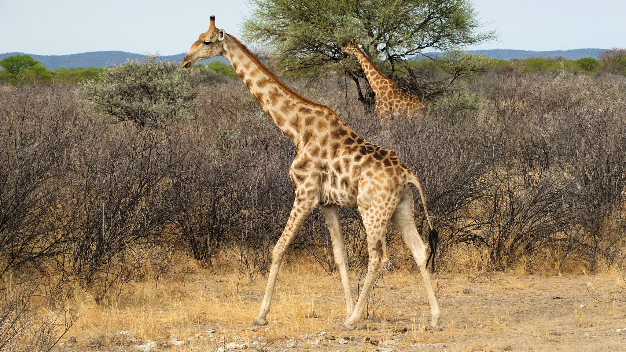 Wildlife Conservation is Key to the Success of Biden's African Reset | PERC