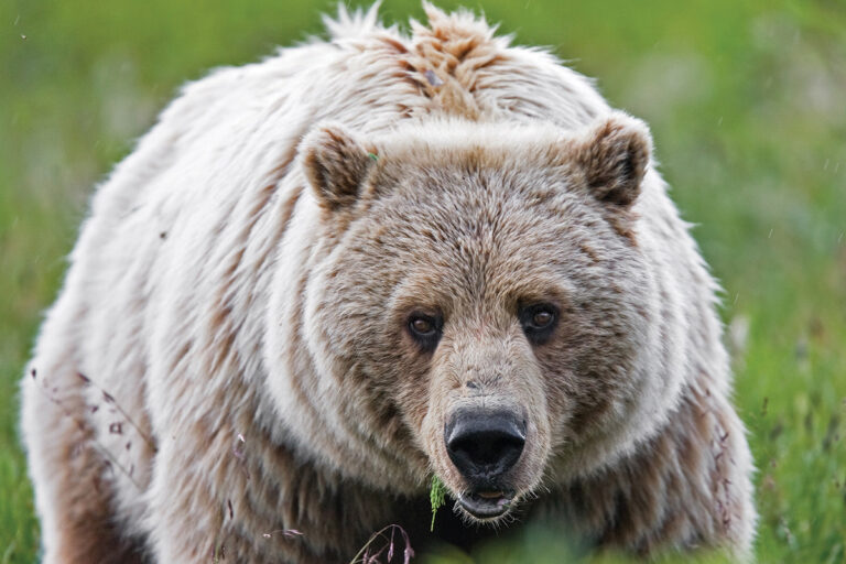 Volume 37, No.1, Summer 2018 Archives | PERC