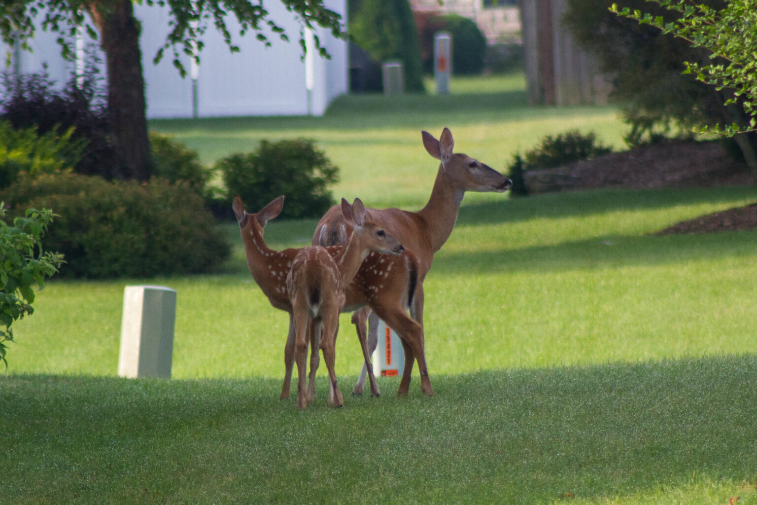 Whitetail Wars | PERC