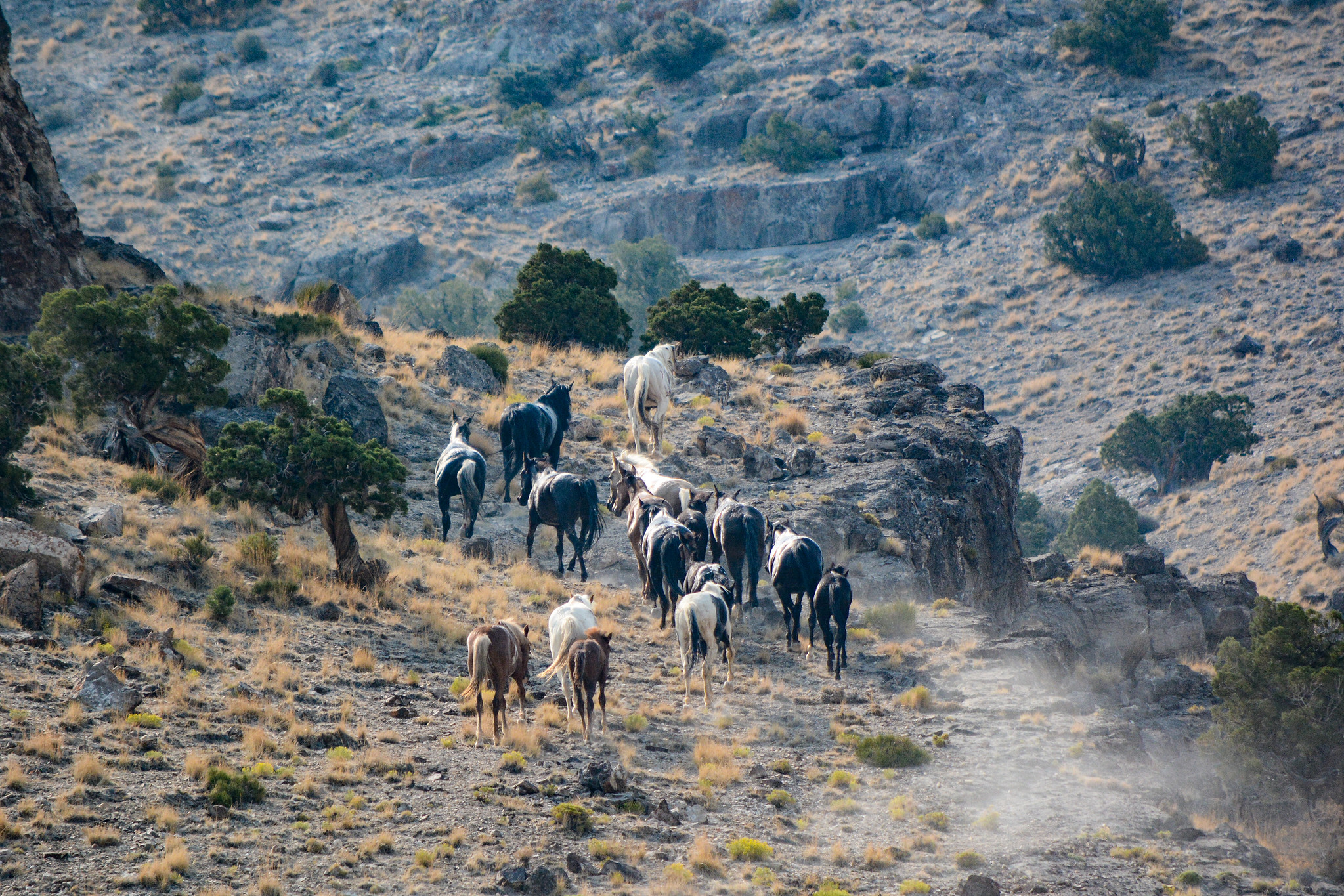 Conservationist, Landowner, and Sportsman Opposition to Nevada SB 90 | PERC