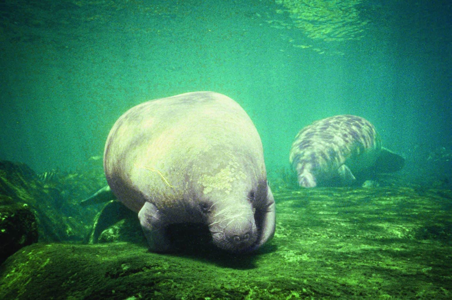 A Field Guide for Wildlife Recovery | PERC