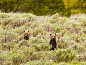 A Field Guide for Wildlife Recovery | PERC