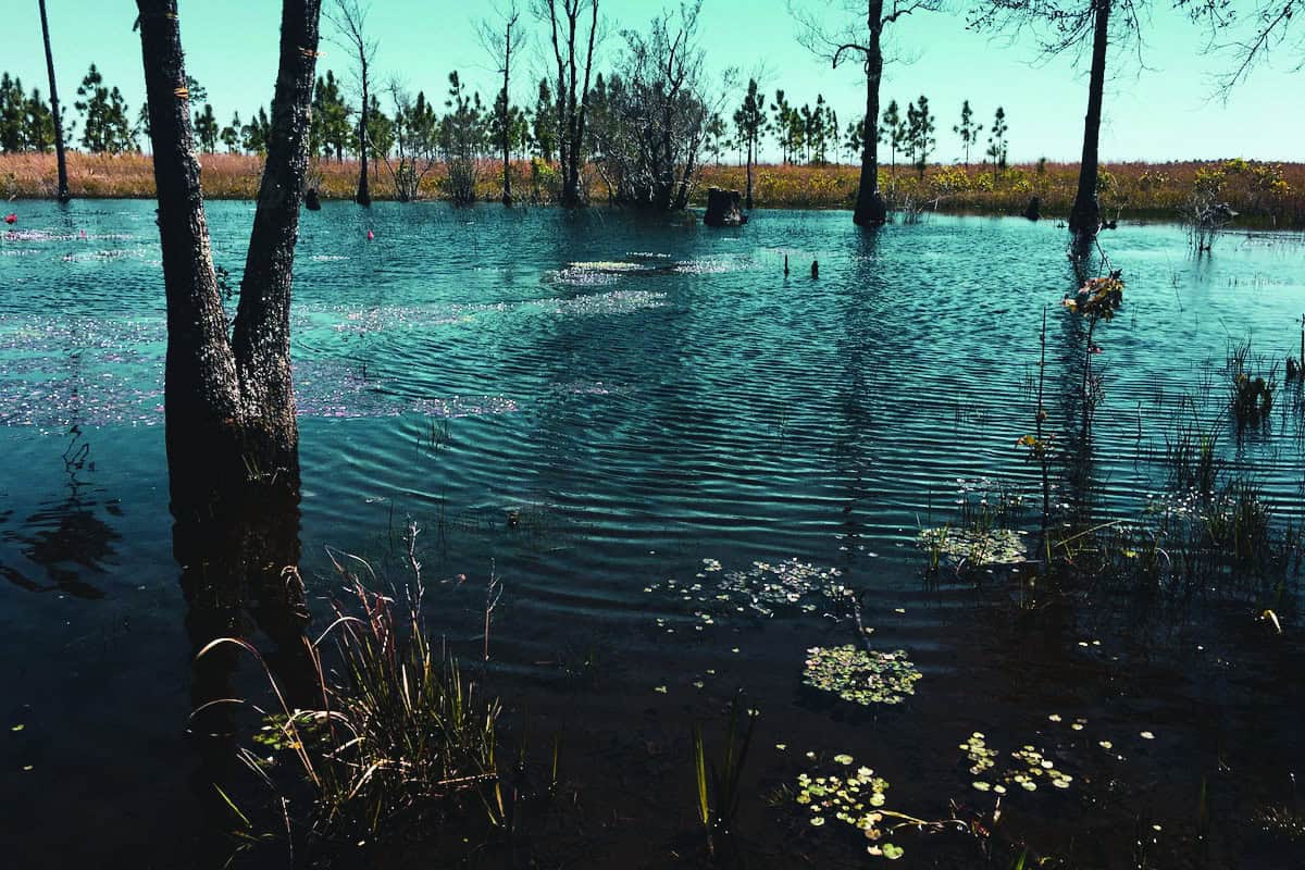 A Field Guide for Wildlife Recovery | PERC