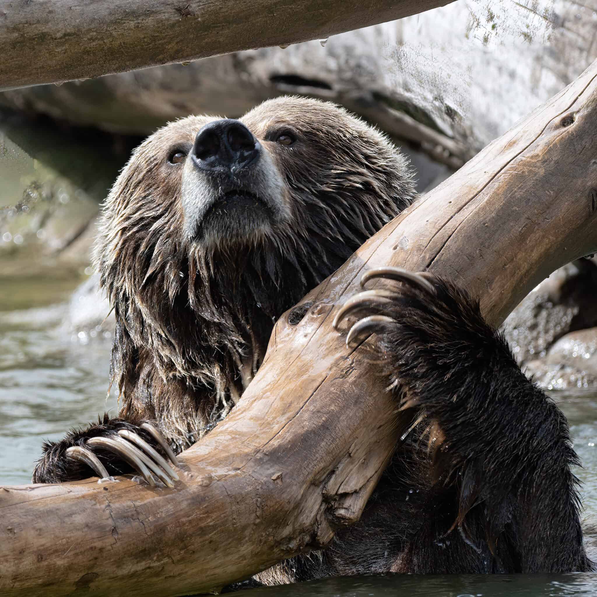 A Path Forward for the Grizzly Bear | PERC