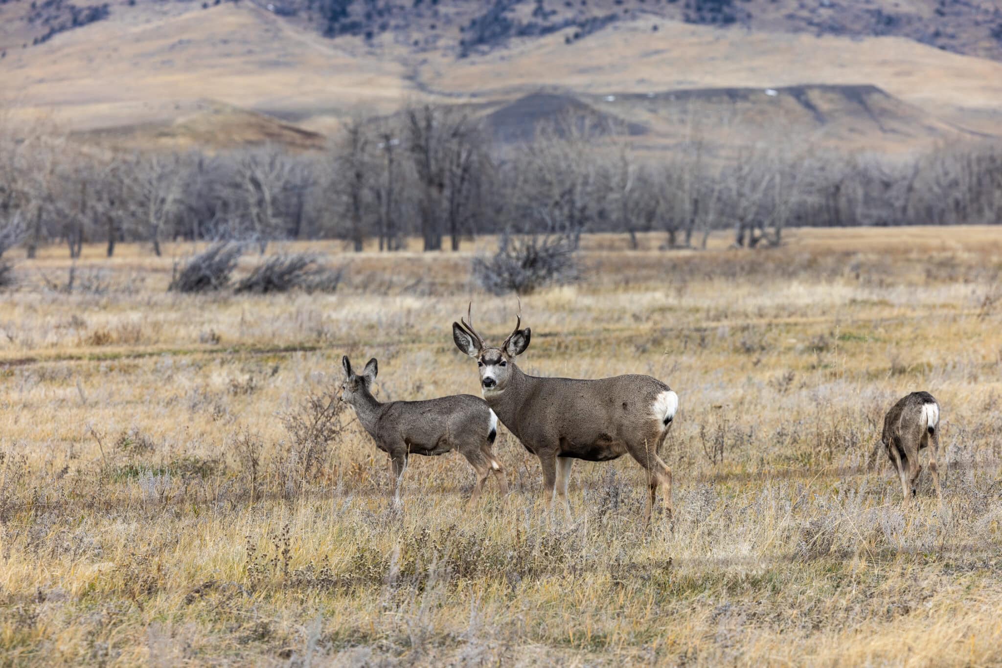 PERC and Virtual Fencing | PERC