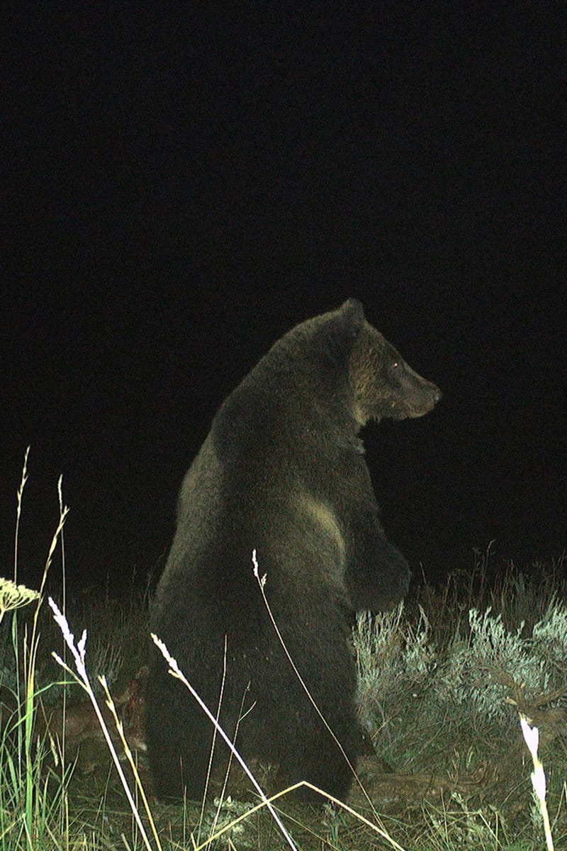 A Rancher's Quest to Reduce Conflict with Grizzlies | PERC