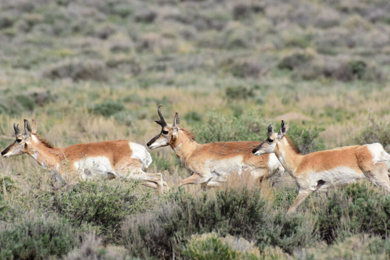 Virtual Fence Conservation Fund | PERC