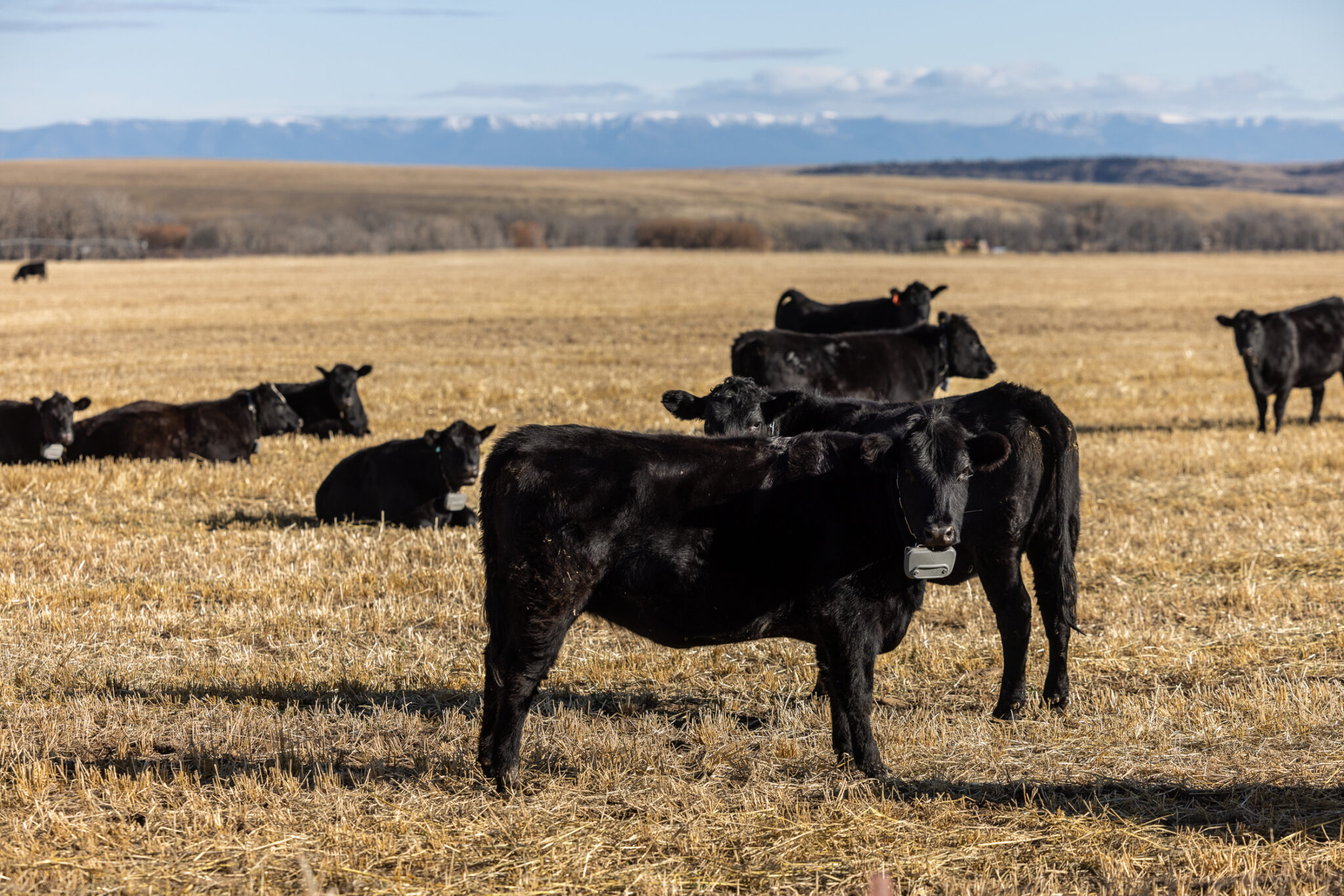 America’s First Virtual Fence Conservation Fund | PERC