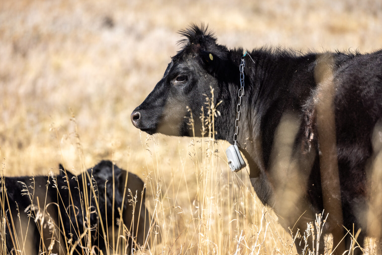 Virtual Fence Conservation Fund | PERC