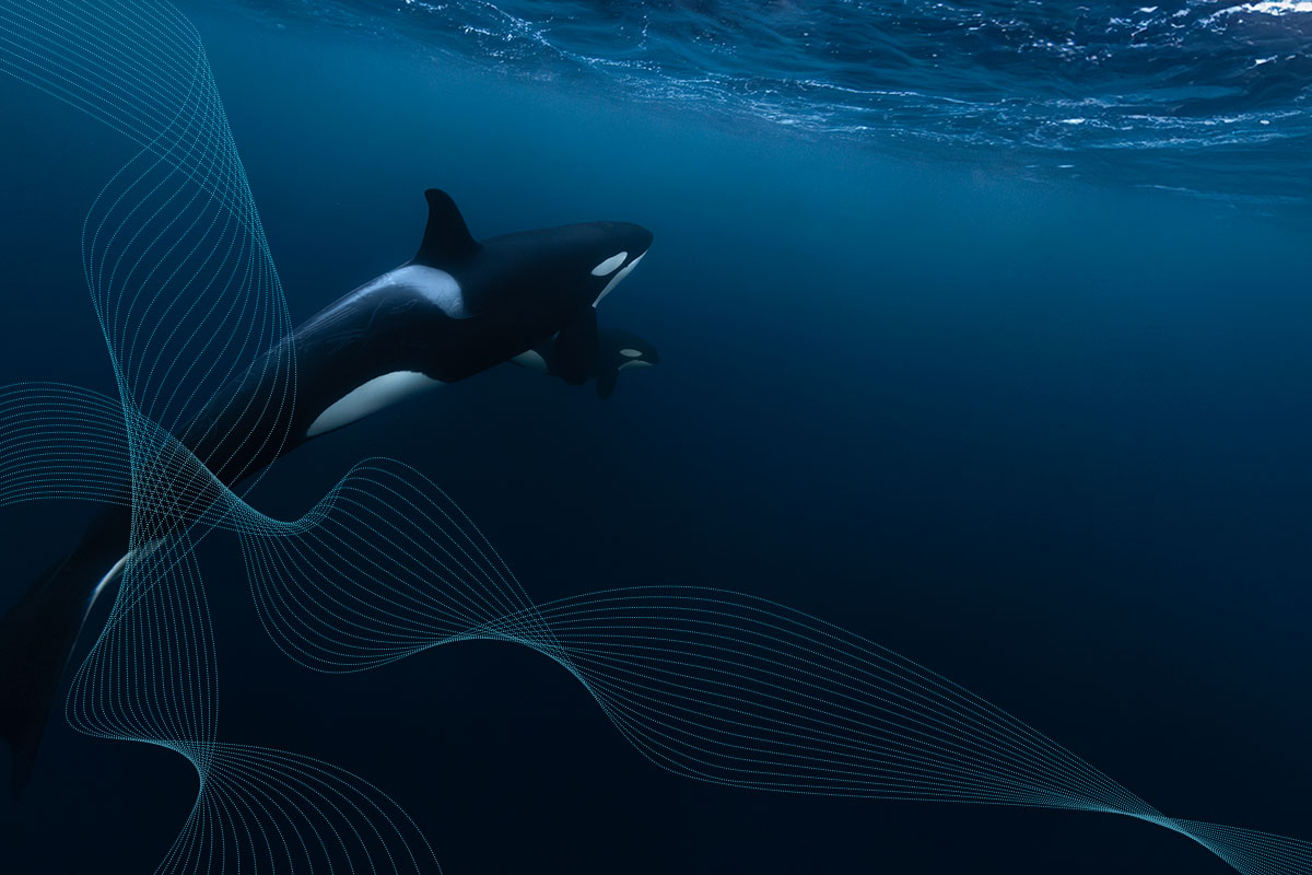 Orcas in a Noisy World | PERC