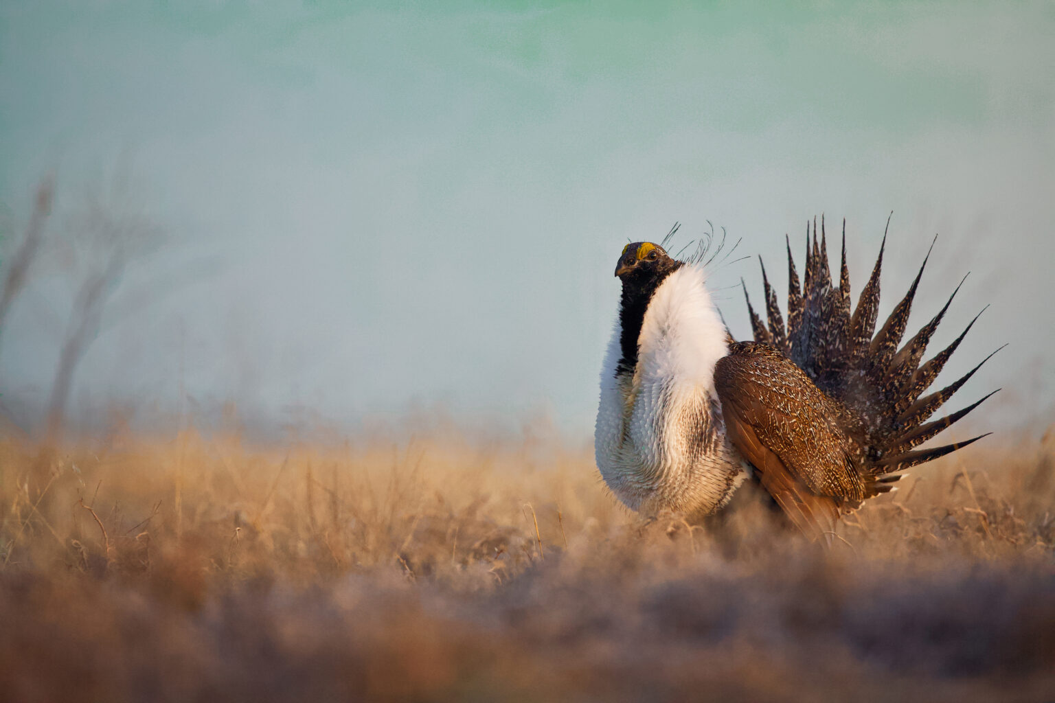 Conservation Victory | PERC