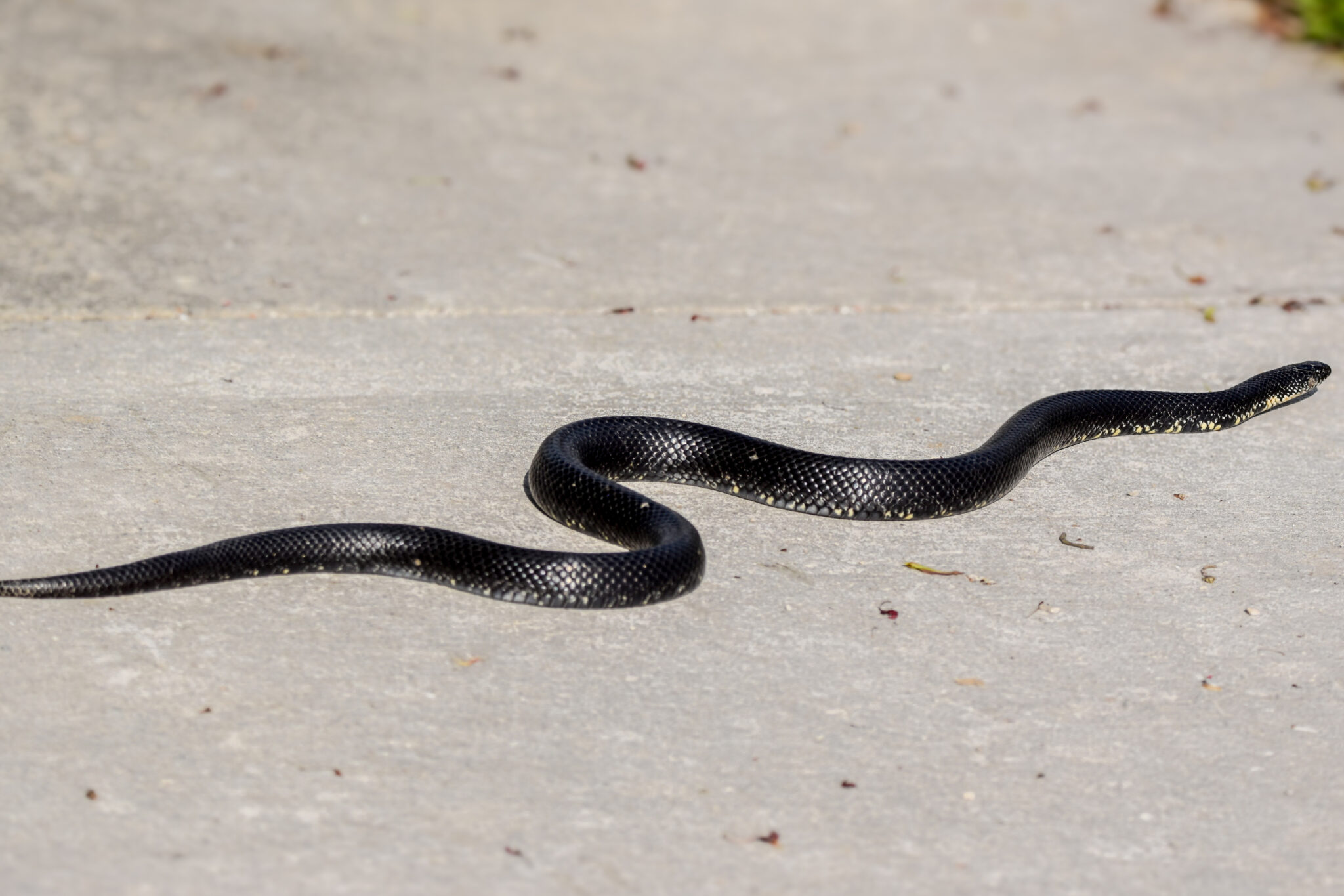 States and Landowners Are Key to Recovering Rare Species. Stop ...