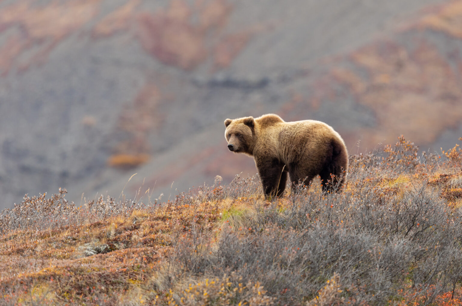 Grizzly Bears Beat Extinction. Now They're Fighting Bureaucracy. | PERC