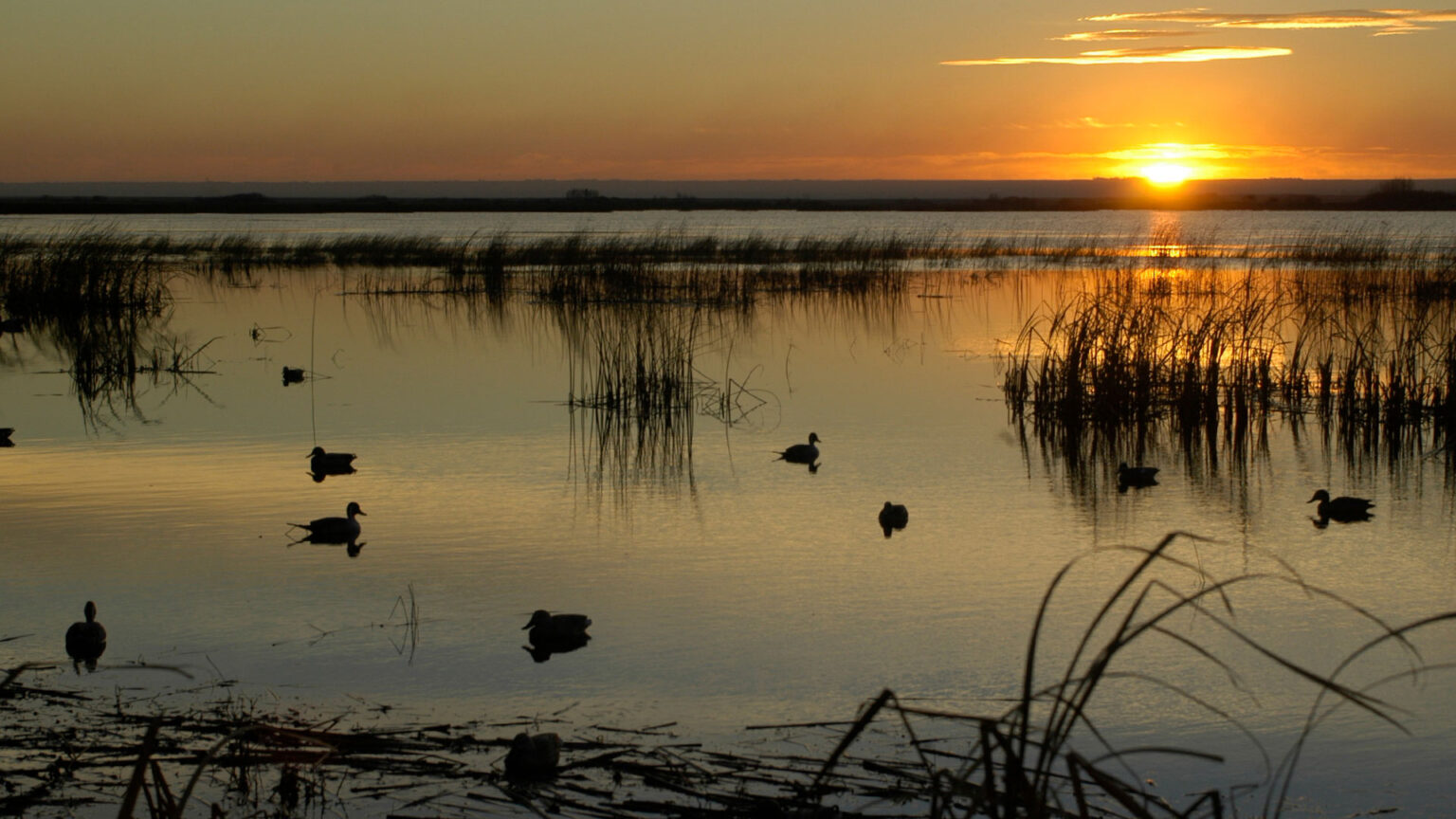 Pulling Wetlands Conservation Out of the Political Muck | PERC