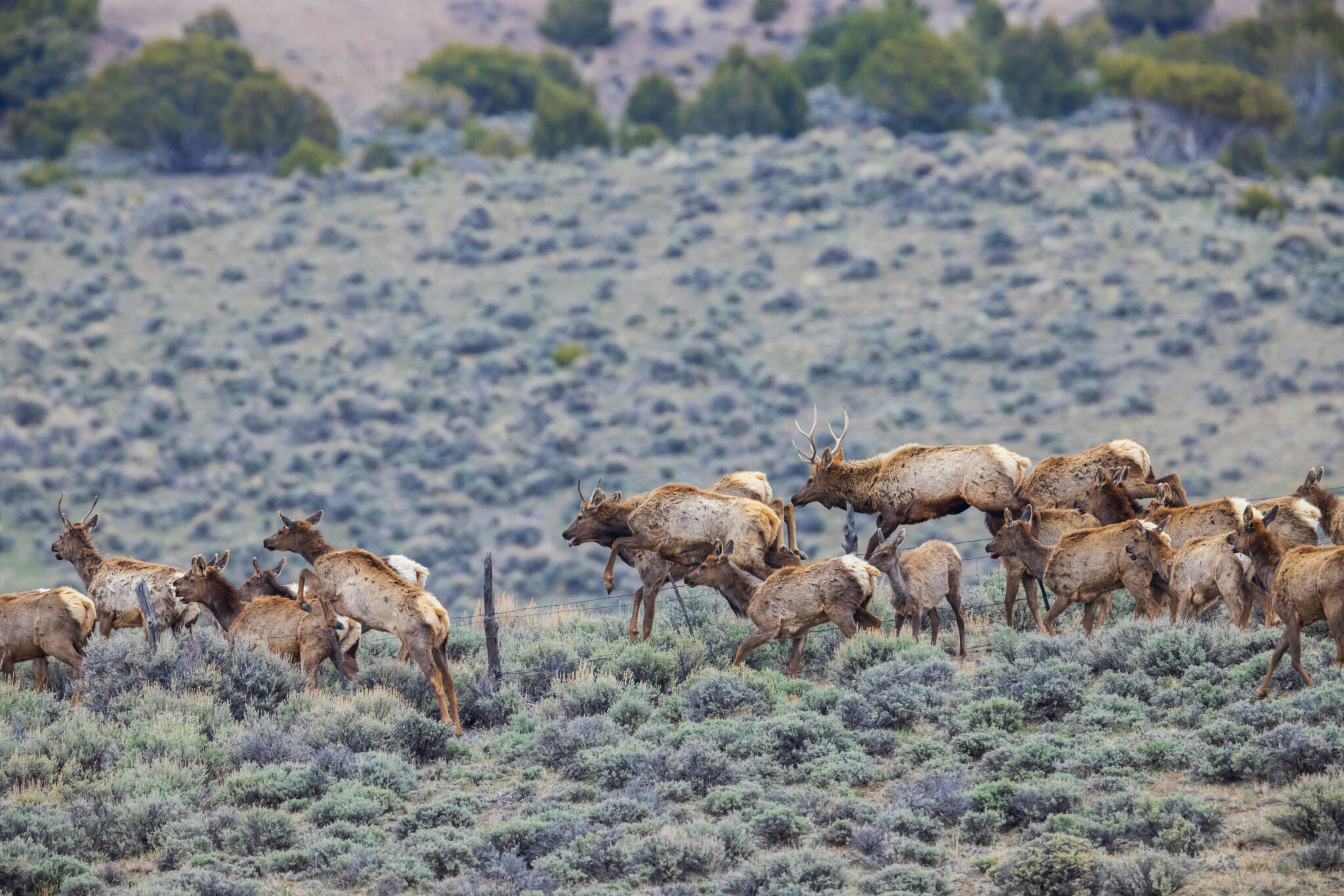 Inside the West's Wild Horse Crisis: Overpopulation Starvation, and the ...
