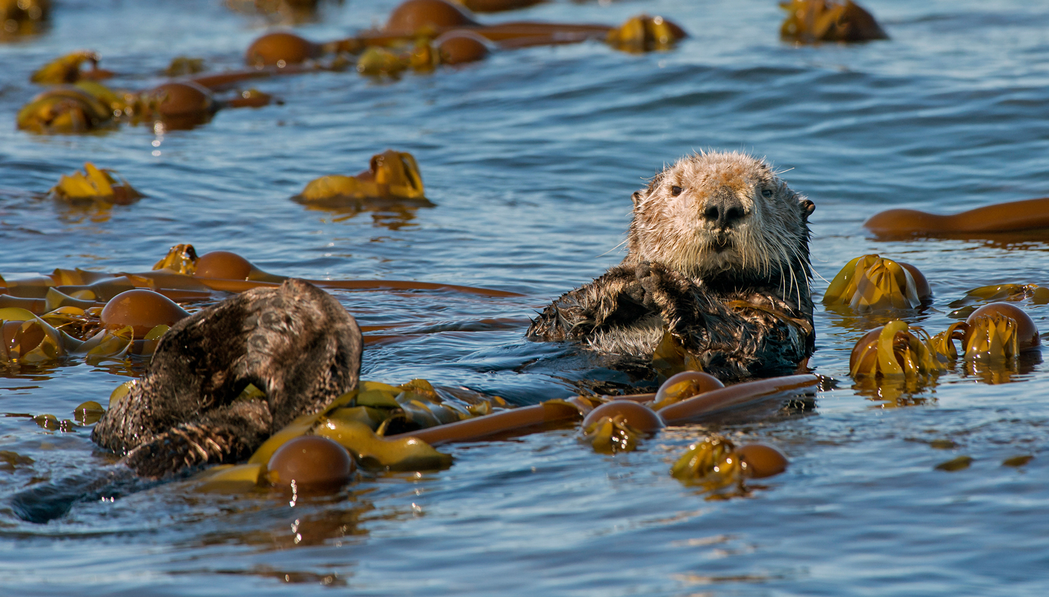 The Great Sea Otter Comeback | PERC
