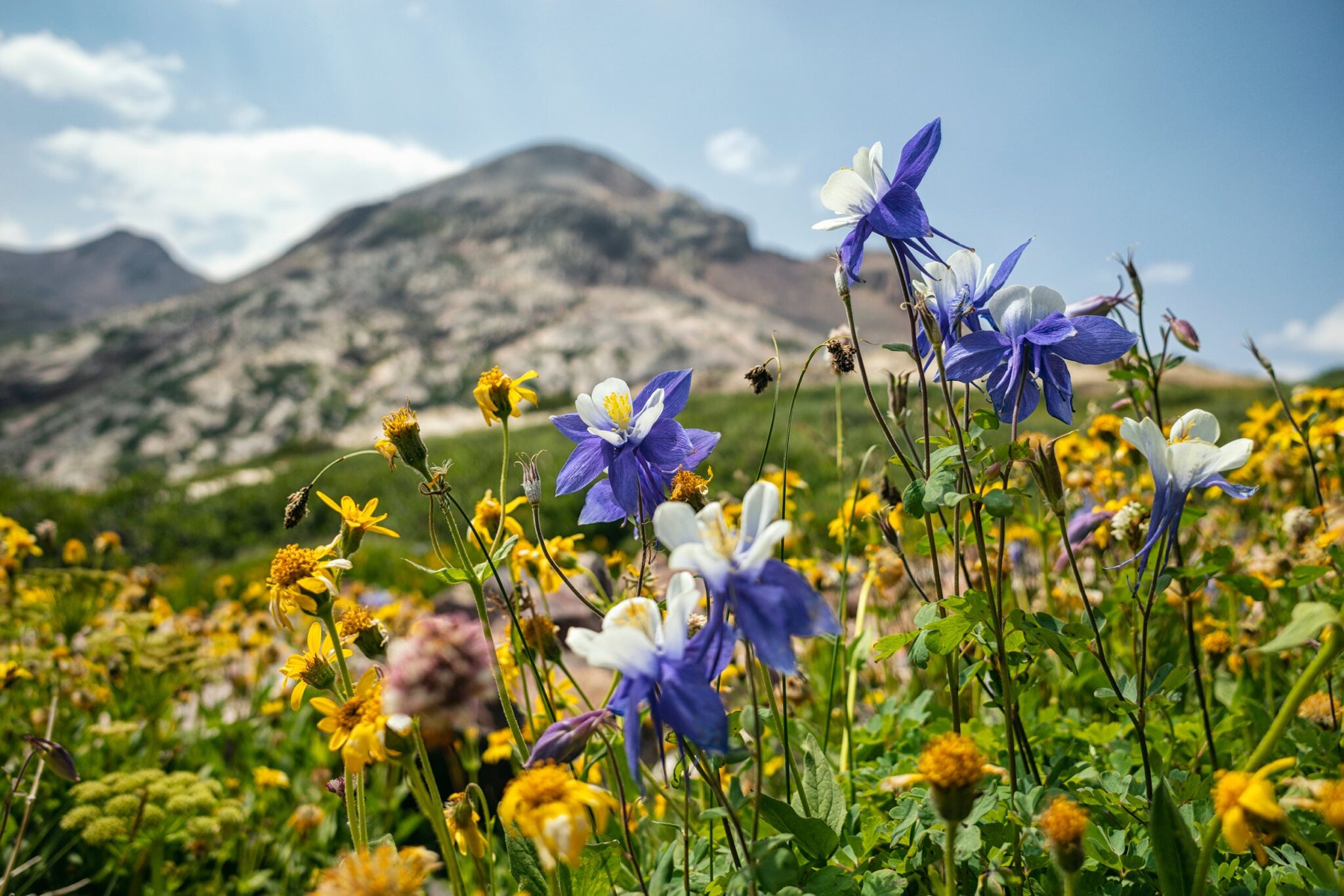 Conservation’s Future Is Rooted in Its Past | PERC