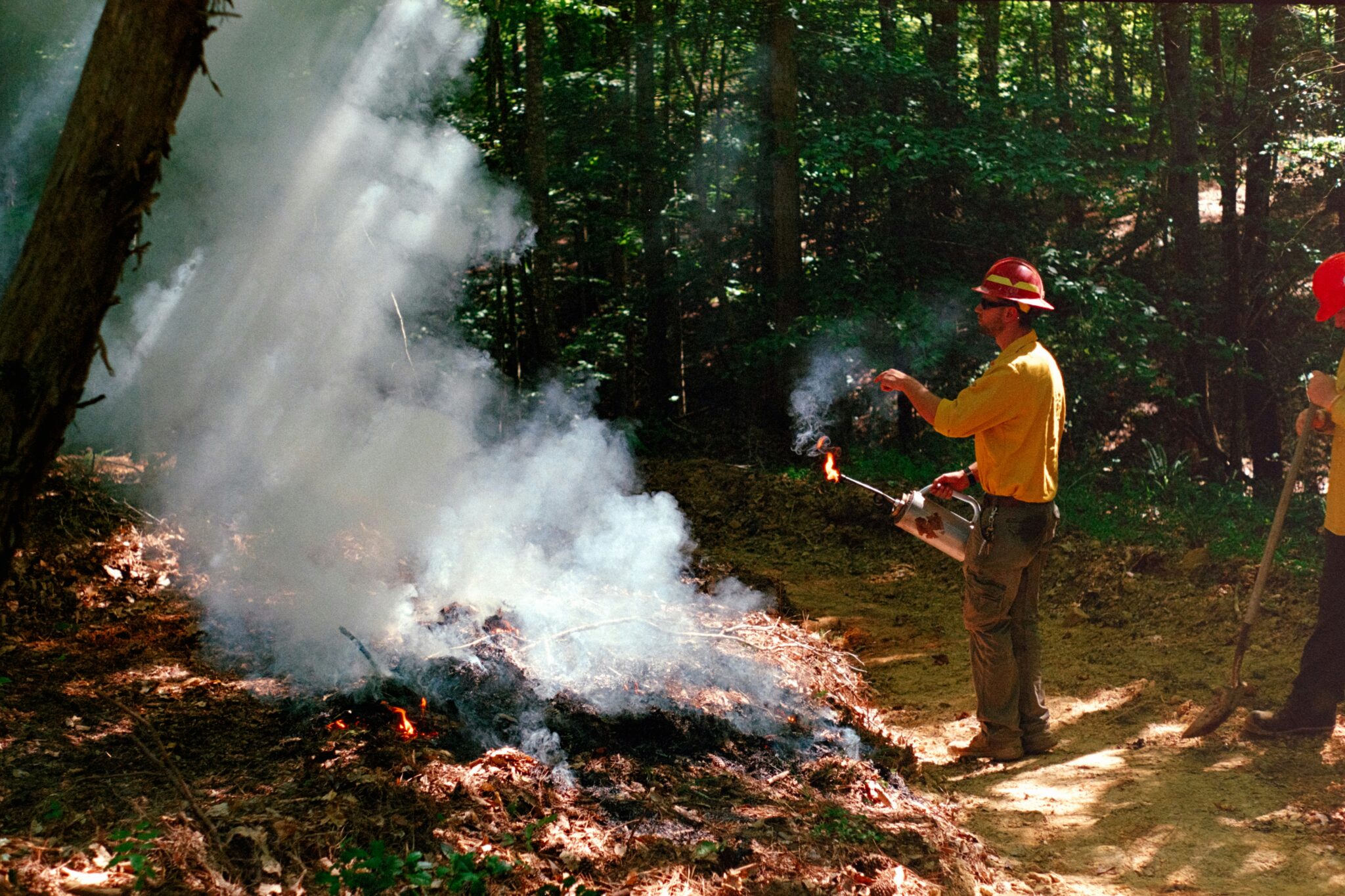 New Report: Proactive Forest Management Delivers Up to 6x Savings and ...